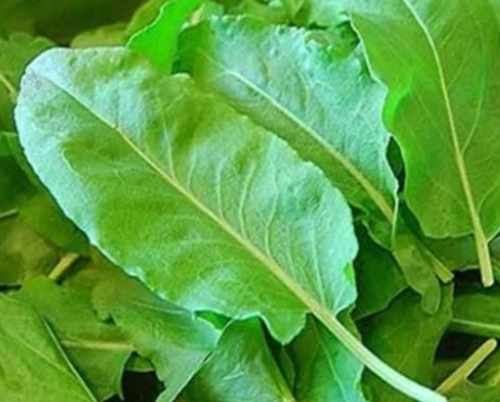 சுக்கான் கீரை/sukkan keerai - Shop your Seeds