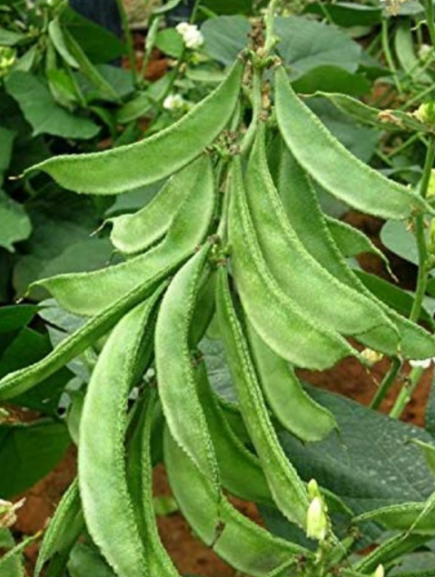 செடி அவரை/chedi avarai - Shop your Seeds