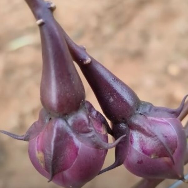 Home - Shop your Seeds