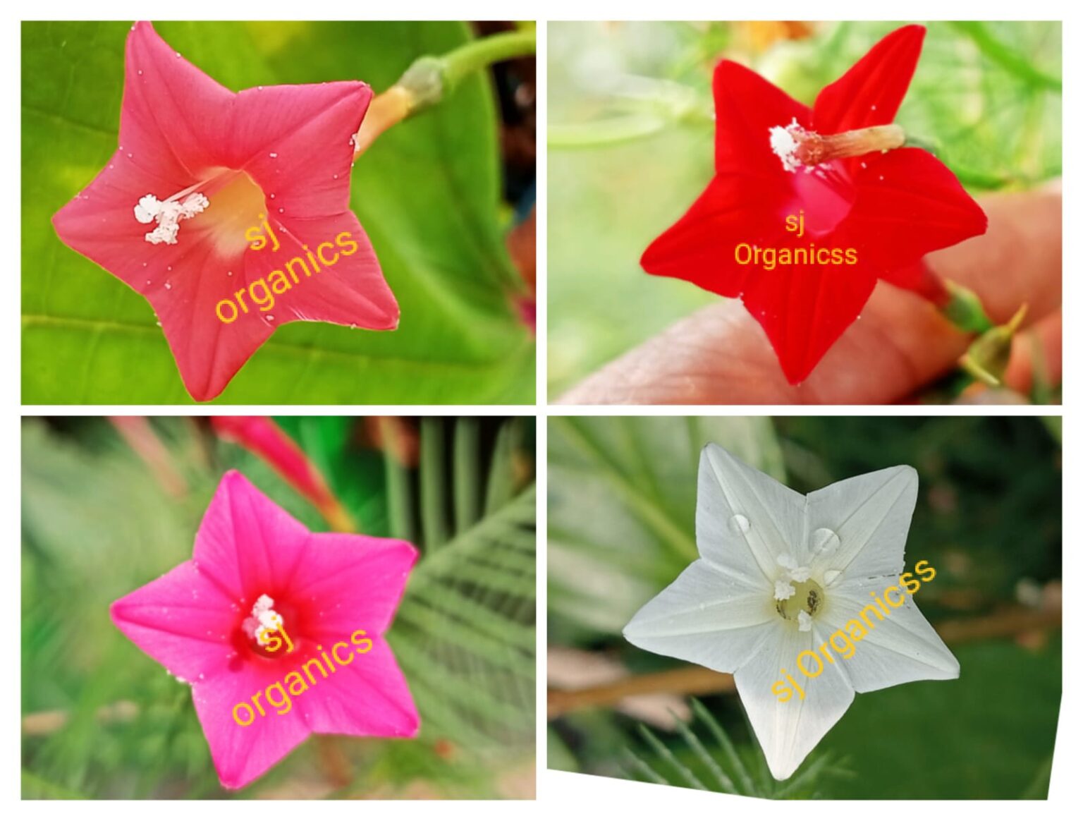 mayil manikkam mixed color - Shop your Seeds