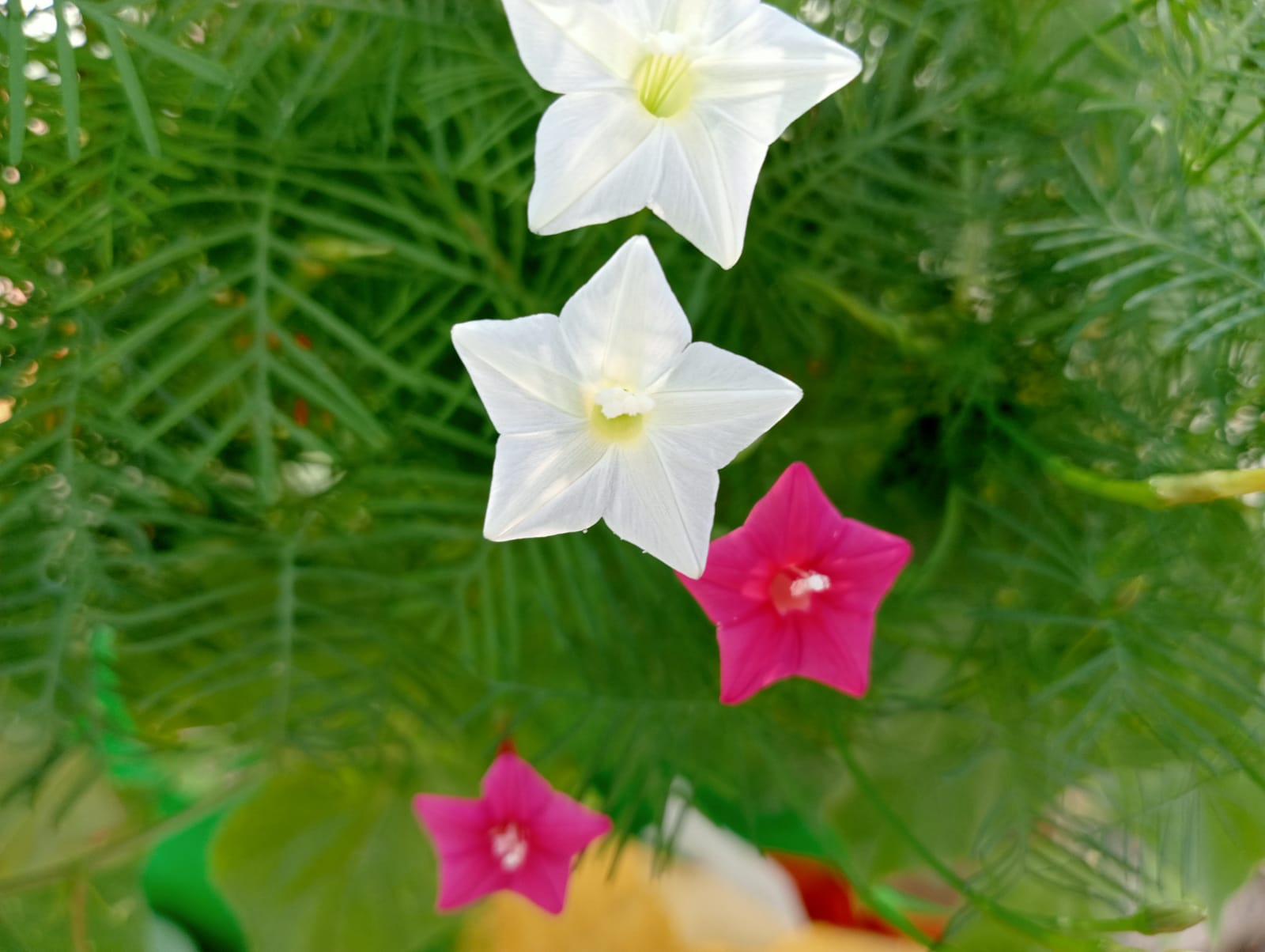 mayil manikkam mixed color - Shop your Seeds