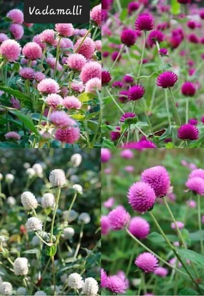 mixed color vadamalli - Shop your Seeds