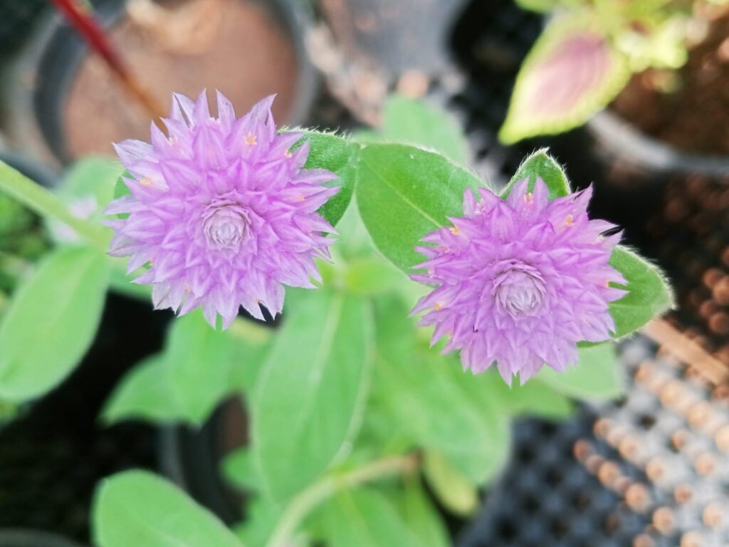 pink vadamalli - Shop your Seeds