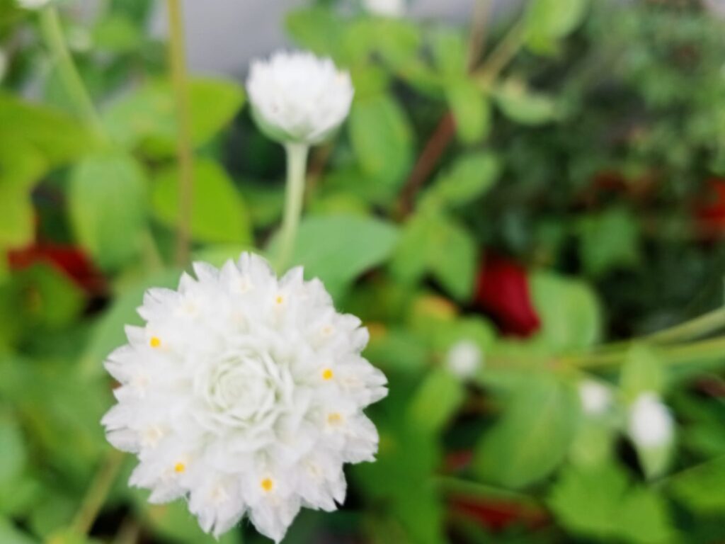 white vadamalli - Shop your Seeds