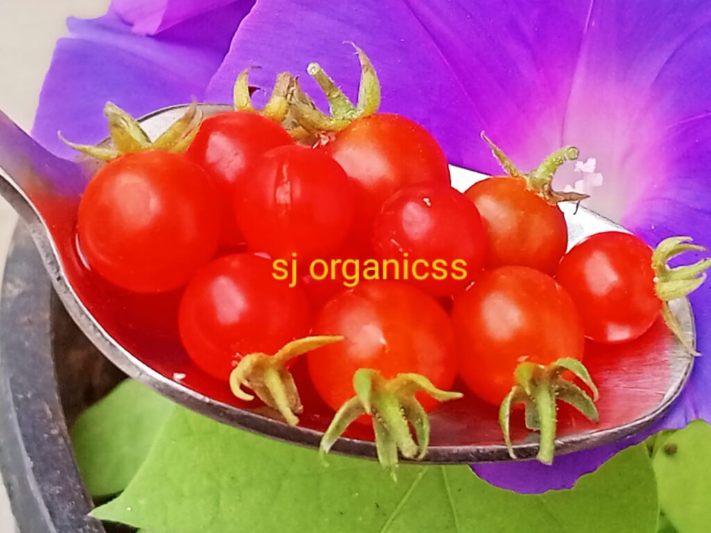 spoon tomato - Shop your Seeds