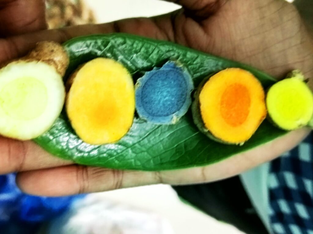 5 types of manjal - Shop your Seeds