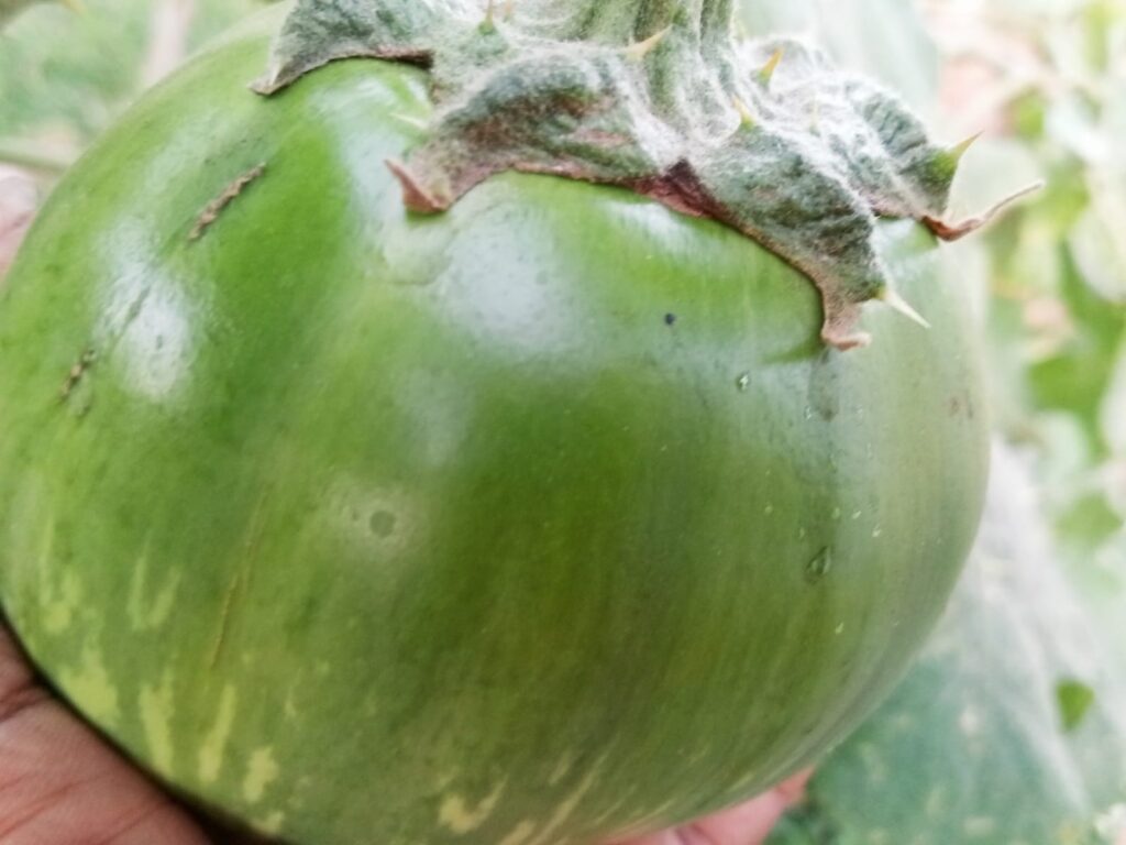 salem mul kathiri - Shop your Seeds