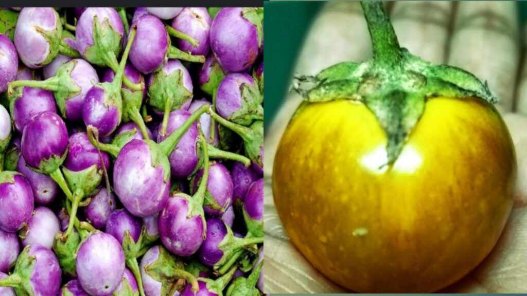 Tiny brinjal (NORTH) - Shop your Seeds