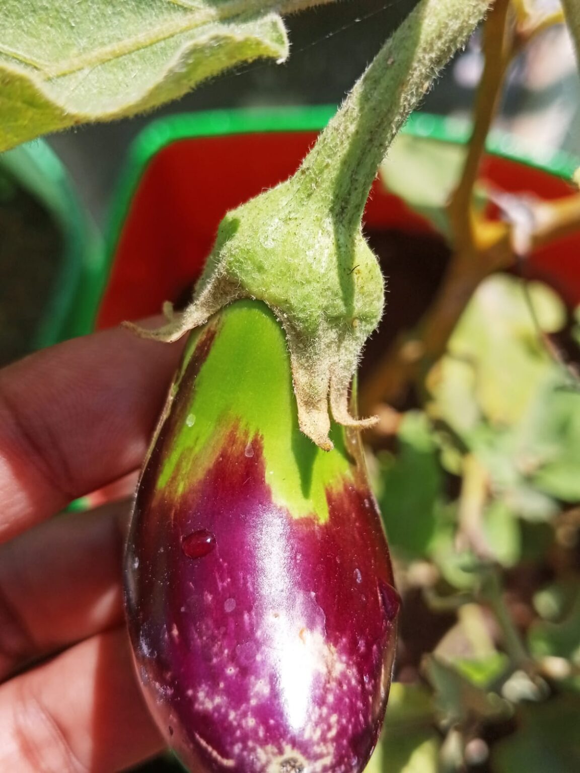 double color brinjal - Shop your Seeds