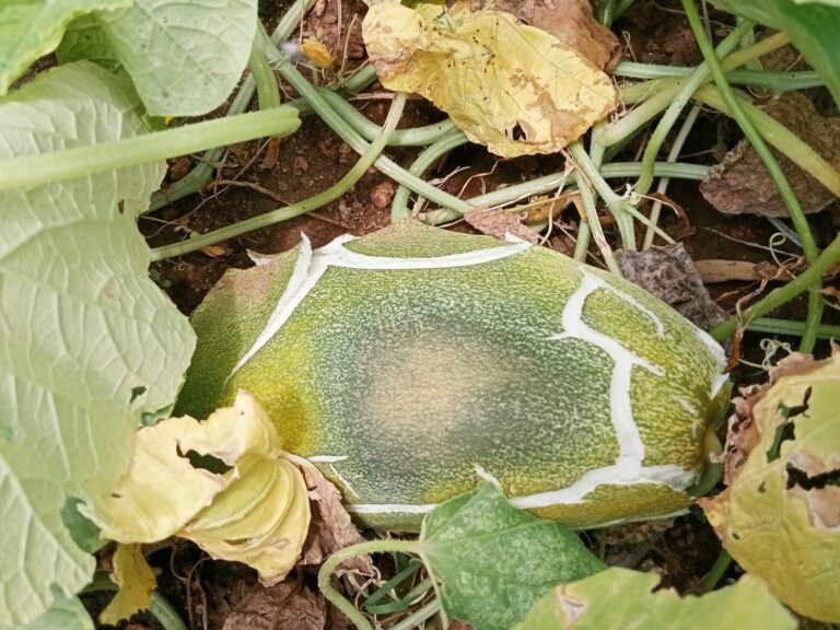 fruit vellari - Shop your Seeds