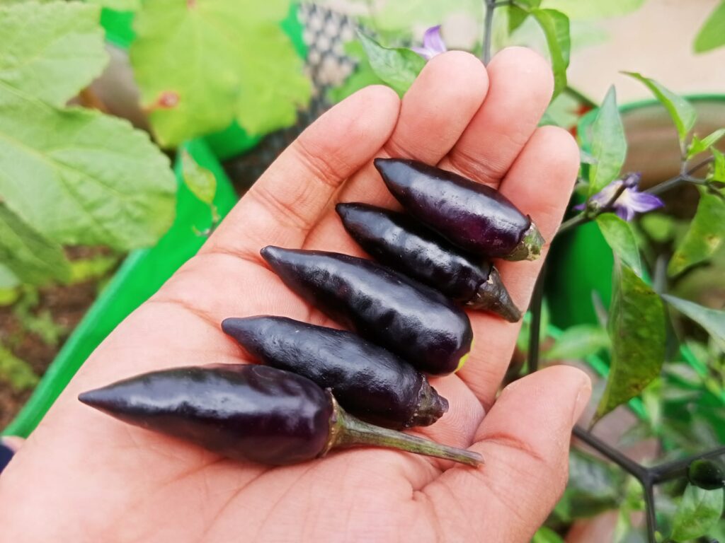 royal black chilli - Shop your Seeds
