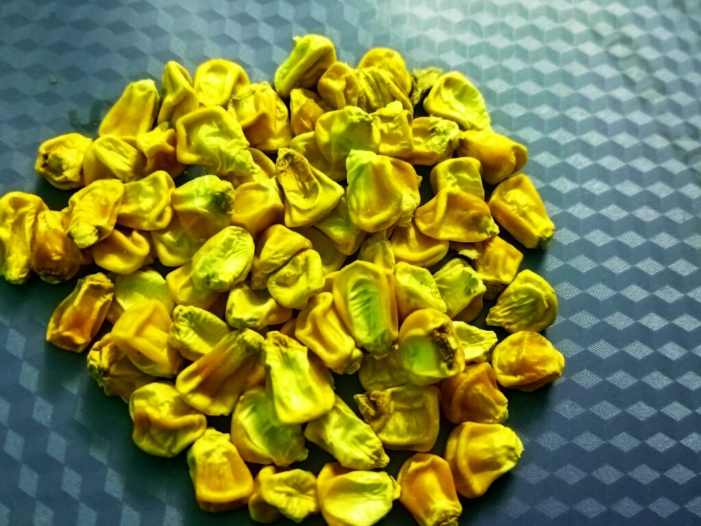 sweet corn - Shop your Seeds